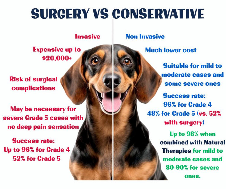 IVDD in Dogs: Conservative Treatment vs Surgery – What’s the Best Opti ...